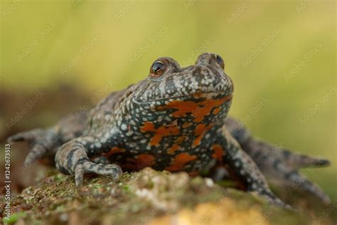 Fire Bellied Toad Bombina Bombina Bombina Frog Toad Red Belly