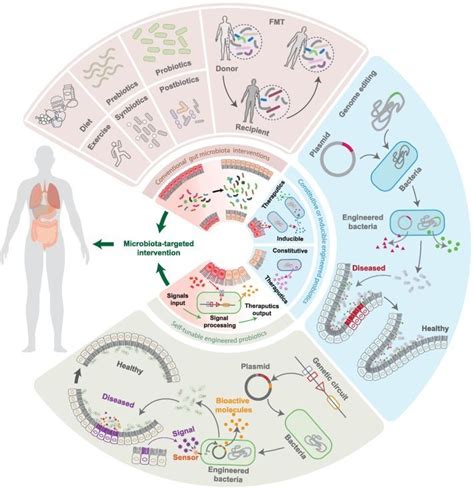 Ignacio Fernández Alberti On Linkedin Gut Microbiota Targeted