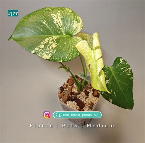 白怪獸龜背竹 薄荷龜背竹 焦糖布丁龜背竹 鵝錦 火之戒蔓綠絨 火鶴后花燭 琴葉榕 黃龜背竹 銅鑼燒花燭 傢俬＆家居 園藝 植物及種子 Carousell