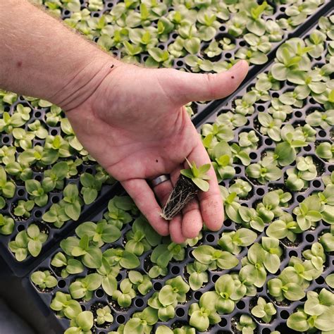 Delphinium Growing Guide