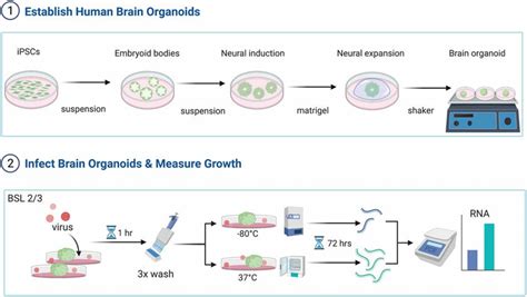 Schematic Representation Of Brain Organoid Establishment And Infection
