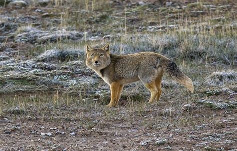 Tibetan Sand Fox Facts Habitat Diet Life Cycle And Pictures