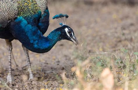 Premium Photo A Peacock Is Seen In The Wild