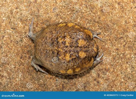 Bushveld Rain Frog Breviceps Adspersus Also Known As The Common Rain