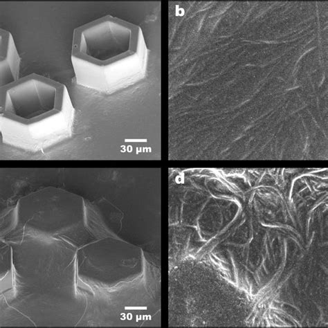 Bacterial Cellulose Grown On Polymeric Materials A Bc Film Formed Download Scientific