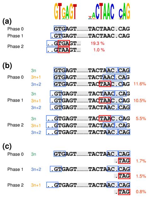 Presence Of Premature Termination Codons In Spliceosomal Introns As A