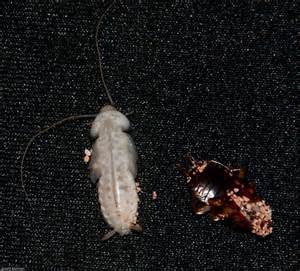 White Roach After Molt Periplaneta Australasiae Bugguidenet