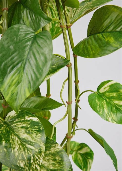 Pothos Plant
