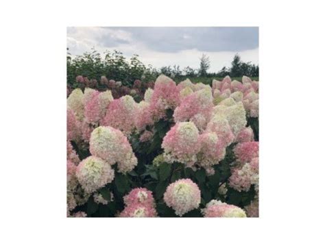 Hydrangea Paniculata Pinkachu Provender Nurseries Wholesale
