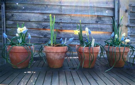 The Little Flower Plot