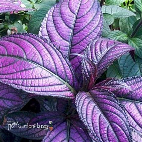 Strobilanthes Persian Shield New Garden Plants