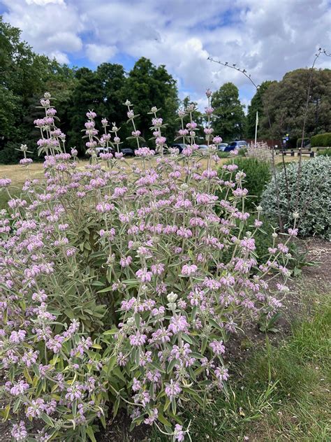 What To Look Out For In The Old Pond Garden June 2025 Charlton And