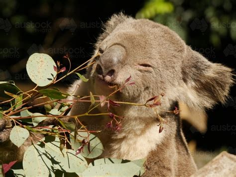 Image Of Koala Eating Leaves In Eucalyptus Tree Austockphoto
