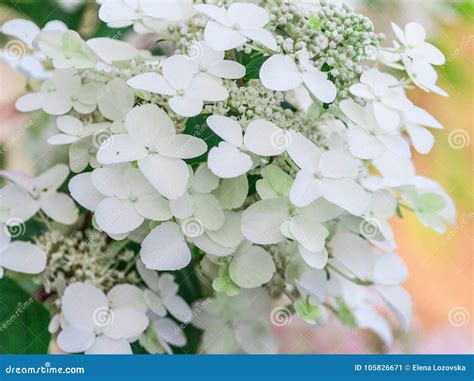 Hydrangea Paniculata Variety Wims Red Clusters Of Small White Flowers Stock Image Image Of