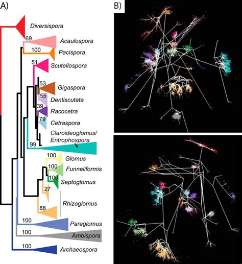 Correspondence Between The Rrna Gene Tree Left And Two Different
