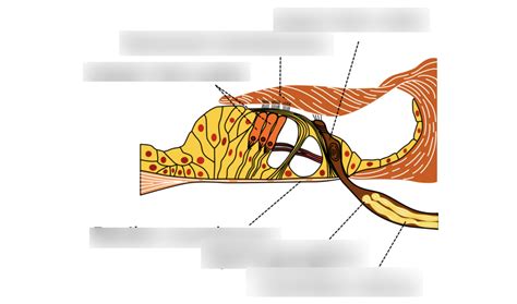 Ear Labeling 3 Diagram Quizlet