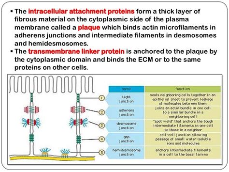 Cell Junctions