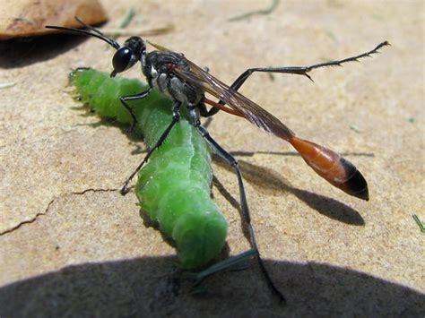Ammophila The Ammophila Thread Waisted Flickr