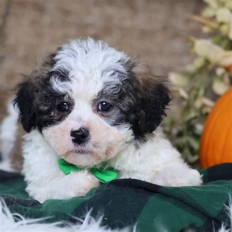 Paw Tale Puppies Zuchon Puppies For Sale Stunning Pups