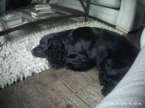Working Cocker Spaniel Easy Spaniel Training