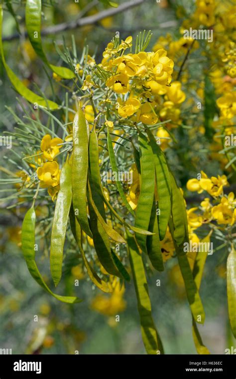 Australian Yellow Silver Cassia Silvery Leaf Senna 53 Off
