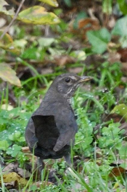 Madame Merlette Danielle D Flickr