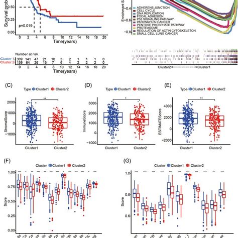 Exploration Of Functional Phenotypes And Related Tumor Immunity Of The Download Scientific