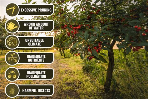 Are Cherry Trees Self Pollinating