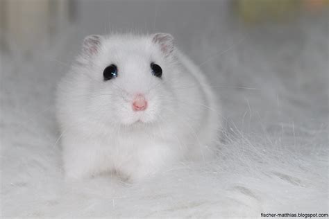 Cute Hamster Names For White Hamsters At Adelina Simmons Blog