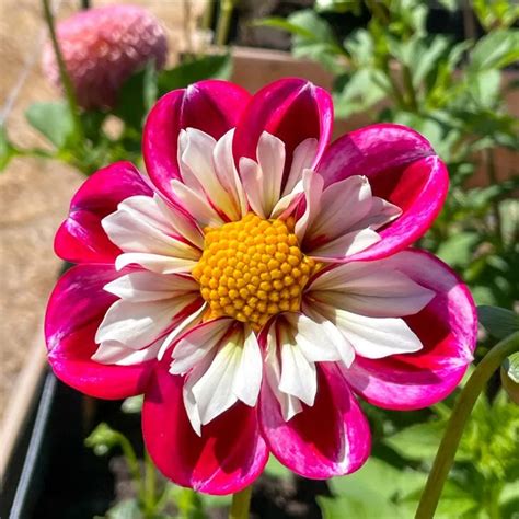 How To Grow Dahlias From Seed