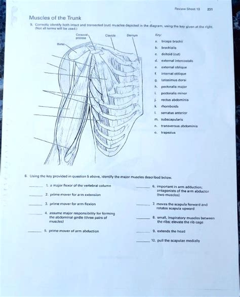 Review Sheet 13 231 Muscles Of The Trunk 5 Correctly Identify Both