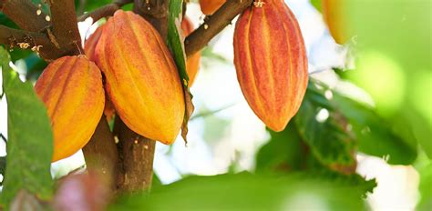 Coco Wisdomtree Cocoa De Wisdomtree Europe