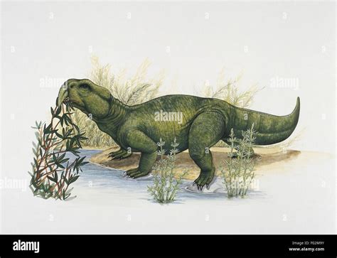 Palaeozoology Triassic Period Reptiles Hyperodapedon Art Work By