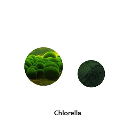 Do You Know The Edible Value Of Chlorella Blog Xian Gaoyuan Bio
