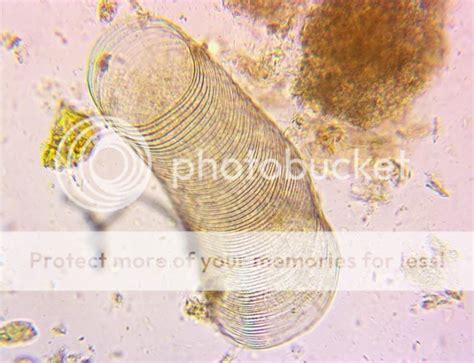 Fecal Float Pictures Page 2 Chameleon Forums