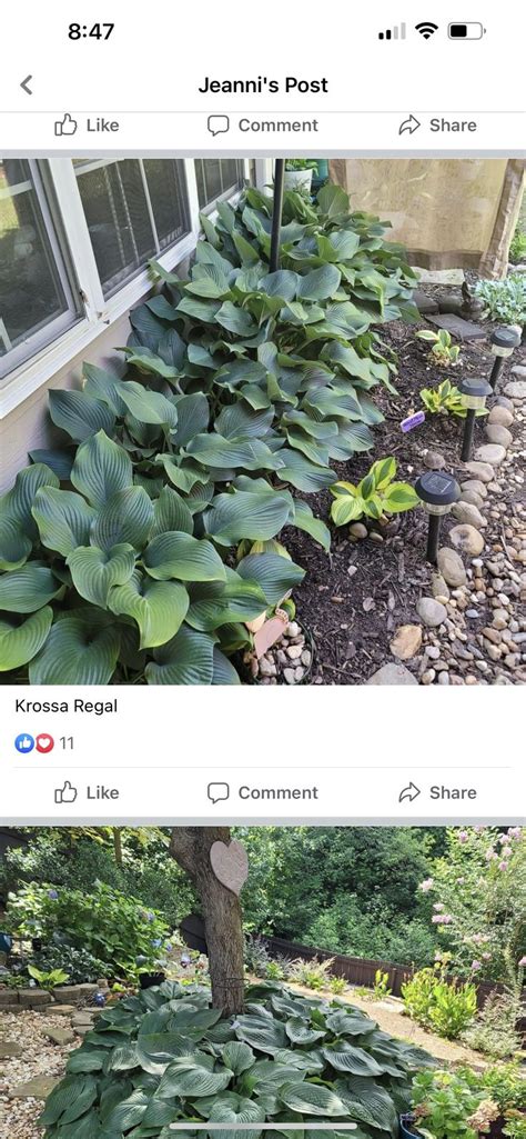 Pin By Janine Jensen On Hosta Help Plants Hostas Vegetables