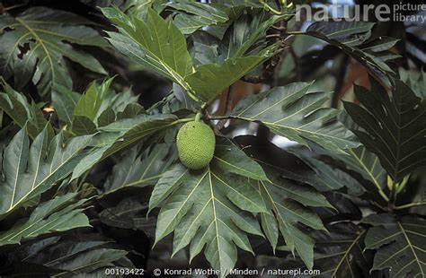 Breadfruit Tree