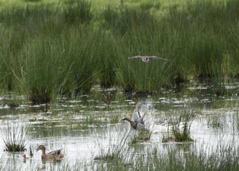 Exminster Marsh Devon Birds