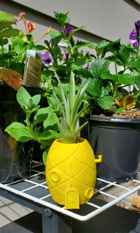 Spongebob Pineapple Planter 3d Printed Planter Mini Pineapple Plant Air Plant Holder Etsy