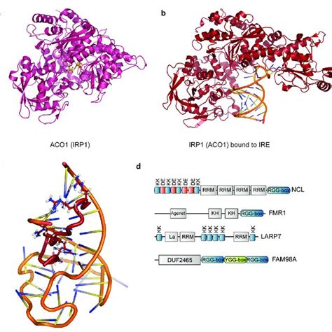 Rna Interactome Capture A Schematic Representation Of Rna