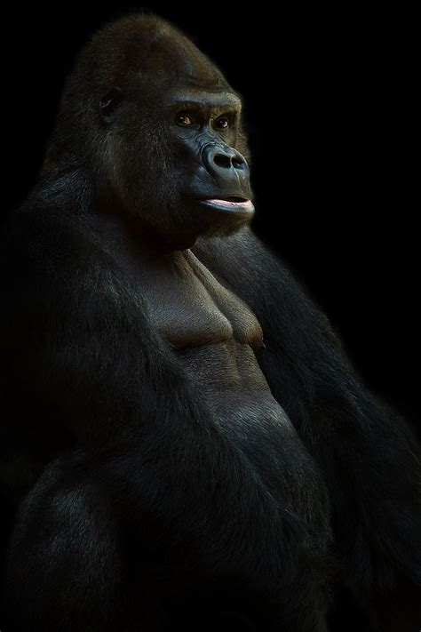 70000 Free Gorilla Face And Gorilla Images Pixabay