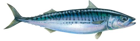 What Is Atlantic Mackerel At Jerry Cook Blog