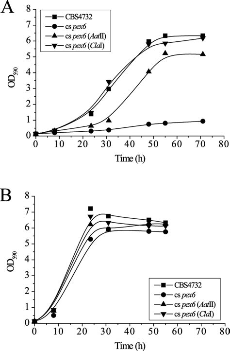 Kinetics Of Growth Of H Polymorpha Wild Type Strain Cs Pex6 Mutant