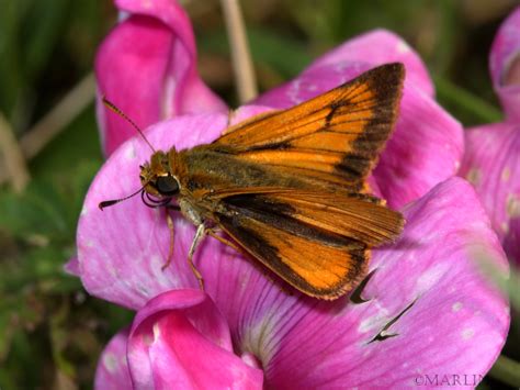 Delaware Skipper North American Insects And Spiders