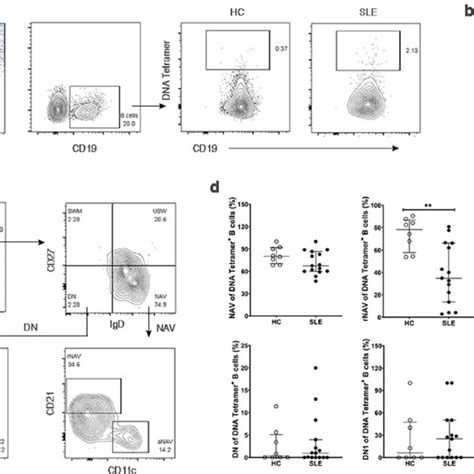 Identification And Characterization Of Tetramer Binding B Cells A