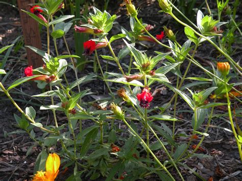 Marys Louisiana Garden Bat Faced Cuphea