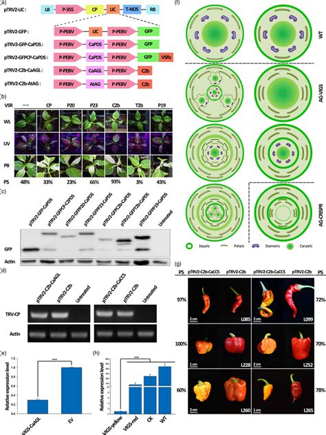 Optimization Of Tobacco Rattle Virus Trv ‐mediated Virus‐induced Gene Download Scientific