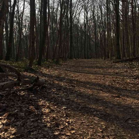 Forest And Fields Walk Trail Berlin Germany Pacer