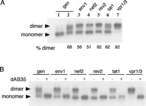In Vitro Dimerization Of Human Immunodeficiency Virus Type 1 Hiv 1