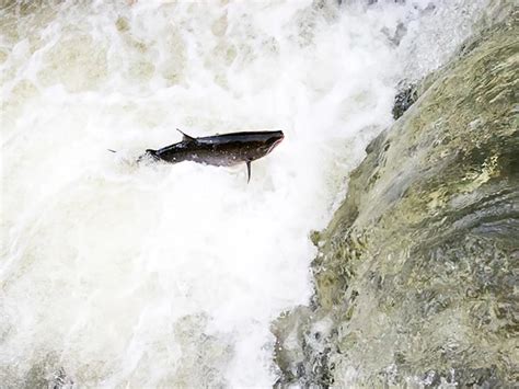 Why Atlantic Salmon Spawn Several Times
